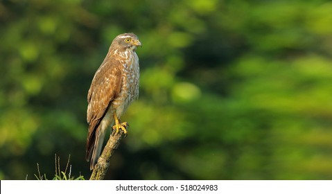 153 Gray Faced Buzzard Eagle Images, Stock Photos & Vectors | Shutterstock