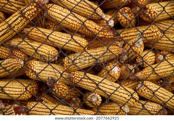 Grid Cage Full Corn Cobs Shot Stock Photo 2077662925 | Shutterstock