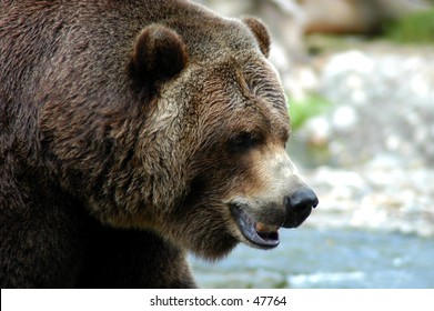 305 Bear Snarl Stock Photos, Images & Photography | Shutterstock