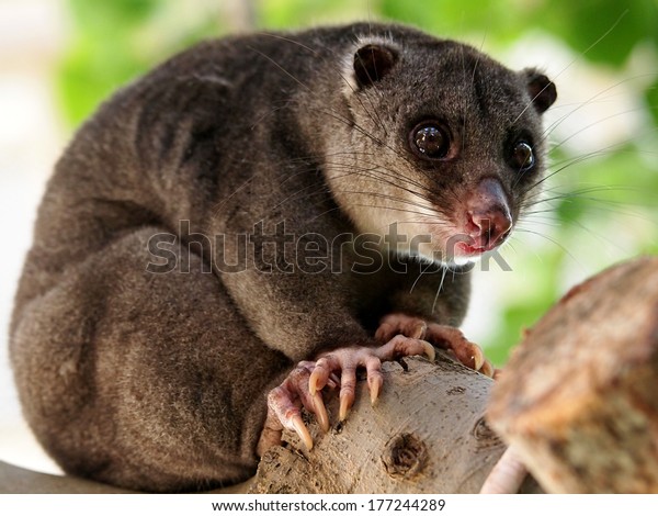 Ground Cuscus Stock Photo 177244289 | Shutterstock
