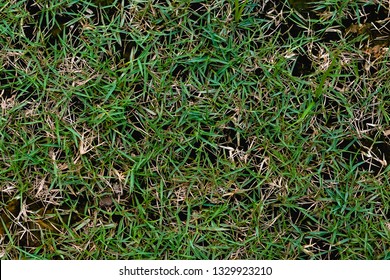 Ground Grass Texture Stock Photo 1329923210 | Shutterstock