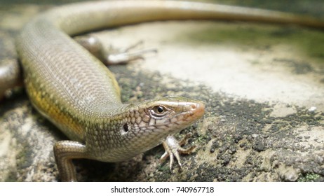 Ground Lizard Stock Photo 740967751 | Shutterstock