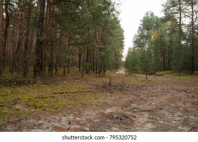 94,576 Ground Pine Images, Stock Photos & Vectors | Shutterstock