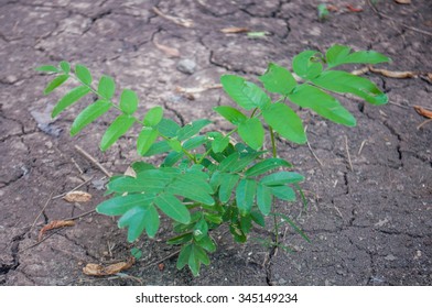 Ground Small Trees Stock Photo 345149234 | Shutterstock