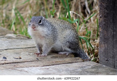 Ground Squirrel Stock Photo 639922267 | Shutterstock