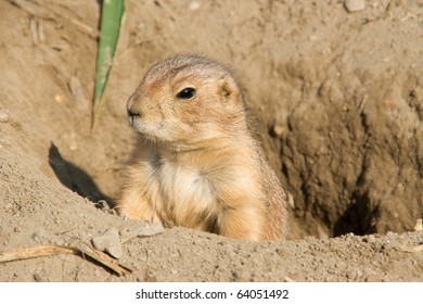 Flickertail Images, Stock Photos & Vectors | Shutterstock