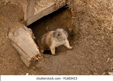 13,353 Animal den Images, Stock Photos & Vectors | Shutterstock