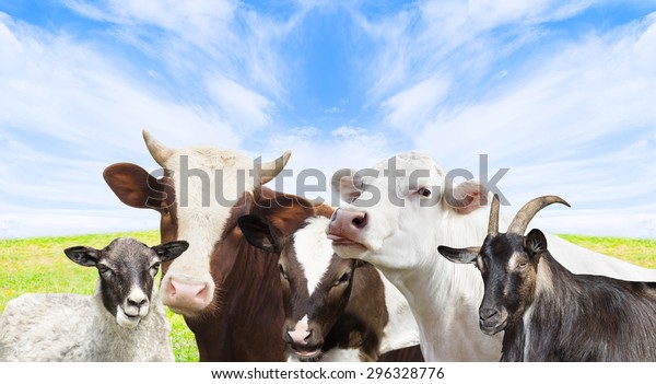 Group Animals Stock Photo (Edit Now) 296328776