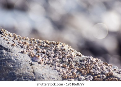 373 Barnacle Fossils Images, Stock Photos & Vectors | Shutterstock