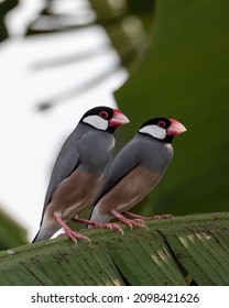 1,833 imágenes de Gorrión de java - Imágenes, fotos y vectores de stock ...