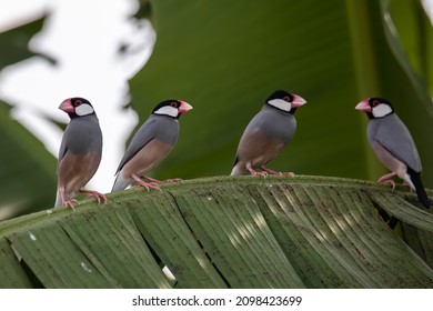 1,833 imágenes de Gorrión de java - Imágenes, fotos y vectores de stock ...