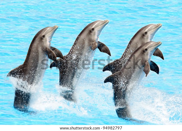 Group Bottlenose Dolphins Performing Tail Stand Stock Photo (Edit Now ...