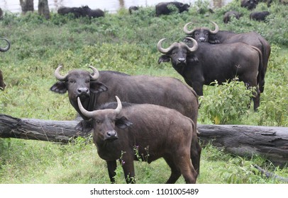 370 Bufallo Stock Photos, Images & Photography | Shutterstock