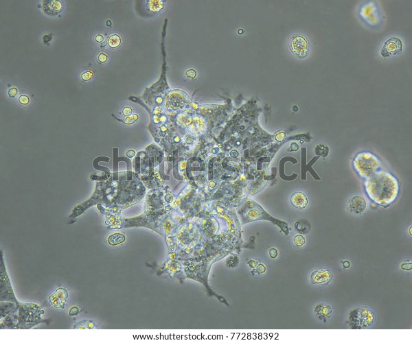 Group Cell Cell Culture Flask Microscope Stock Photo (Edit Now) 772838392