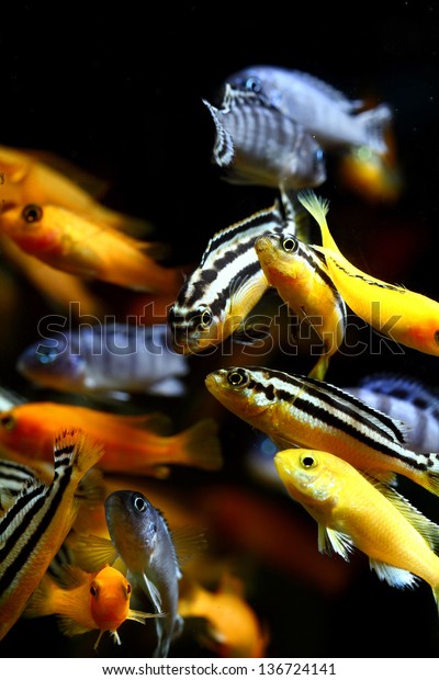 Group Cichlids Stock Photo 136724141 | Shutterstock