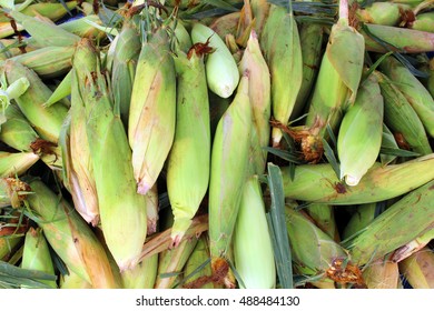 Group Corn Husks Background Stock Photo 488484130 | Shutterstock