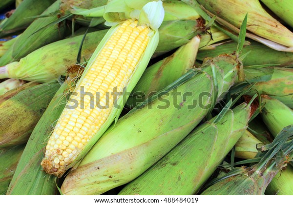 Group Corn Husks Background Stock Photo 488484019 | Shutterstock