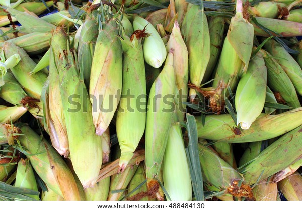 Group Corn Husks Background Stock Photo 488484130 | Shutterstock