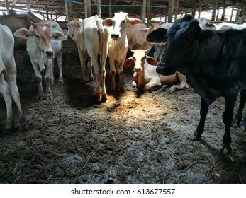 Group Cows Stock Photo 613677557 | Shutterstock