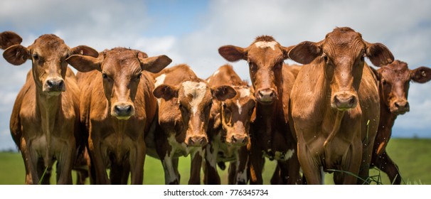 Group Cows Stock Photo 776345734 | Shutterstock