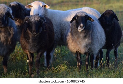 6,285 German sheep Images, Stock Photos & Vectors | Shutterstock