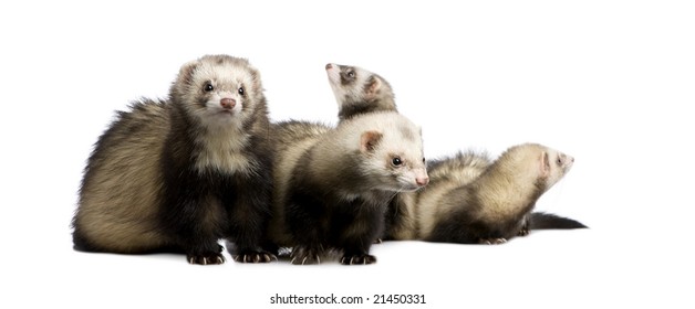 Group Ferrets Front White Background Stock Photo 21450331 | Shutterstock