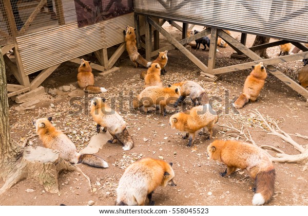 Group Fox Stock Photo (Edit Now) 558045523