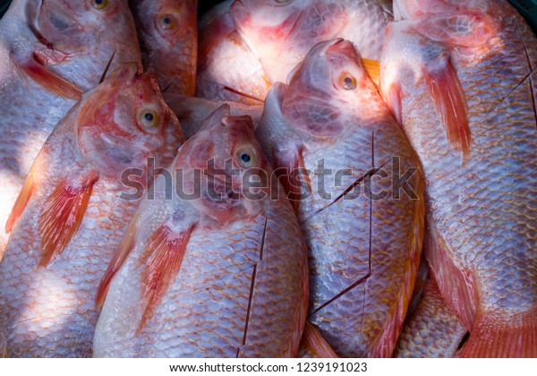 Group Fresh Ruby Fish On Ice Stock Photo 1239191023 | Shutterstock