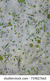 Scenedesmus Sp Algae Under Microscopic View Stock Photo (Edit Now ...