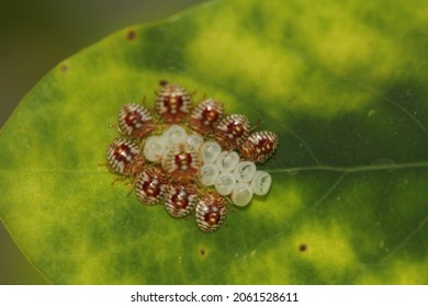 Group Insects Hatching Eggs Leaf Stock Photo 2061528611 | Shutterstock
