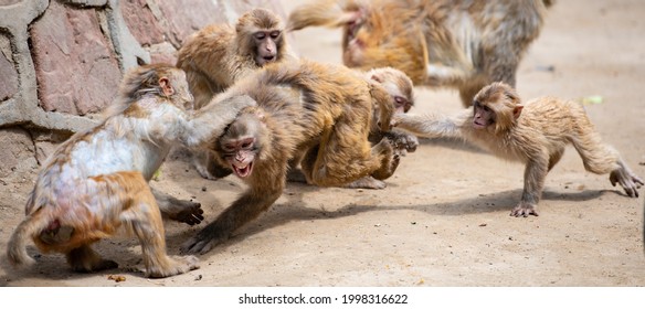 3,869 imágenes de Monkey fight - Imágenes, fotos y vectores de stock ...