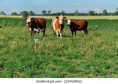 Group Multi Colored Beef Cattle Green Stock Photo 2124528161 | Shutterstock