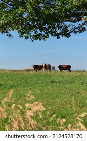 1,198 Multi colored cows Images, Stock Photos & Vectors | Shutterstock
