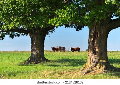 1,198 Multi colored cows Images, Stock Photos & Vectors | Shutterstock