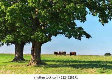 1,198 Multi colored cows Images, Stock Photos & Vectors | Shutterstock