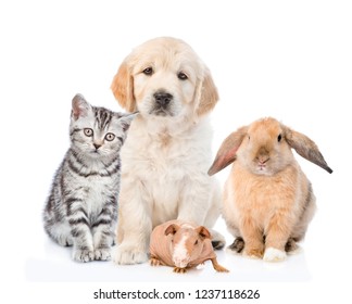 Group Pets Together Front View Isolated Stock Photo 1237118626 ...