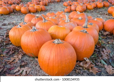 Group Pumpkins Field Stock Photo 1008134935 | Shutterstock