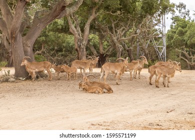 Group Ram Standing Lying Down Electrical Stock Photo 1595571199 ...