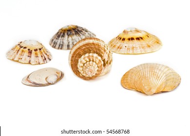 Group Sea Shells Stock Photo 54568768 | Shutterstock