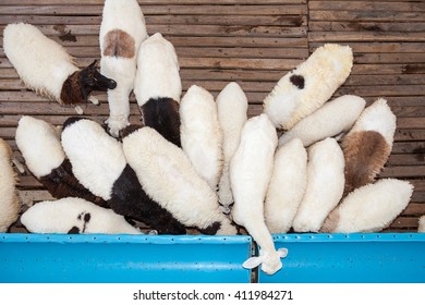 11,614 Top view sheep Images, Stock Photos & Vectors | Shutterstock