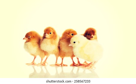 Group Small Easter Chicks Stock Photo 258567233 | Shutterstock
