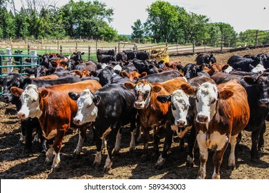Group Steers Cattle Yard Stock Photo 589343003 | Shutterstock