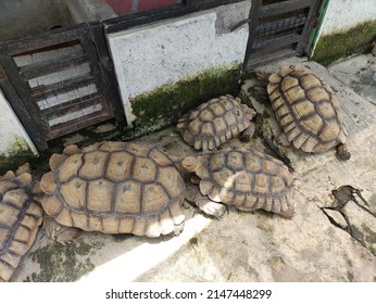 3,048 Turtle on sleep Images, Stock Photos & Vectors | Shutterstock