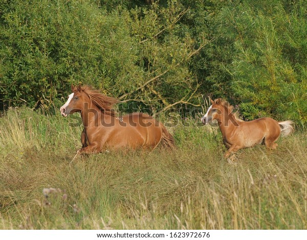 Group Welsh Section D Ponies Canter Stock Photo 1623972676 | Shutterstock