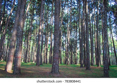 Groups Rows Pine Trees Natural Forest Stock Photo 783808441 | Shutterstock
