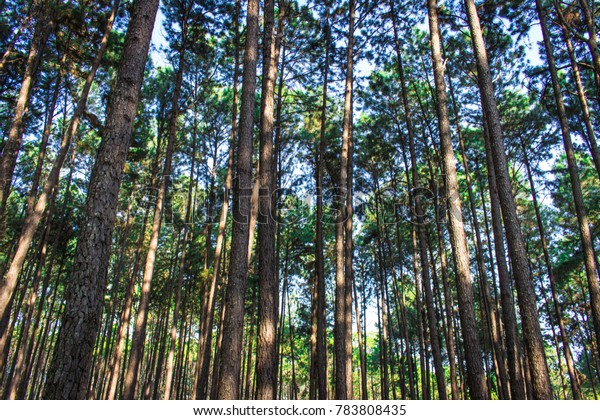 Groups Rows Pine Trees Natural Forest Stock Photo 783808435 | Shutterstock