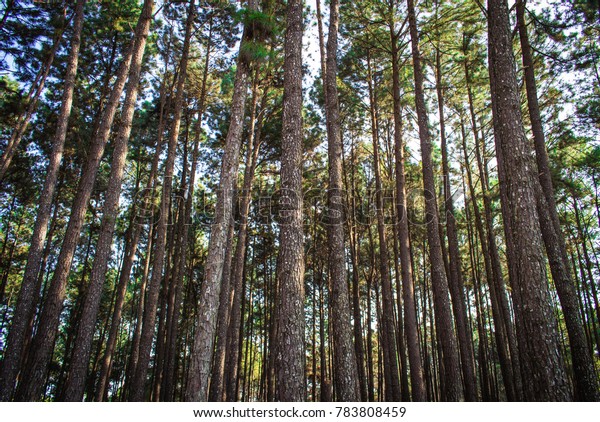 Groups Rows Pine Trees Natural Forest Stock Photo (Edit Now) 783808459