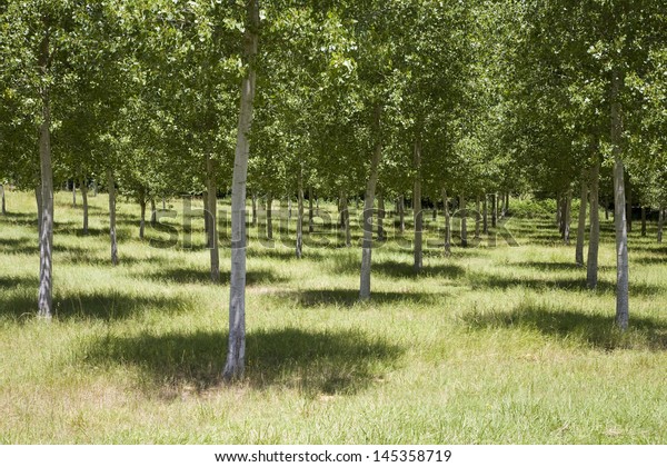 Grove Stock Photo 145358719 | Shutterstock