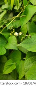 Growing Leaf String Beans Stock Photo 1870874587 | Shutterstock