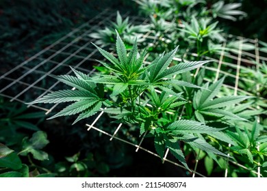 314 Scrogging Images, Stock Photos & Vectors | Shutterstock